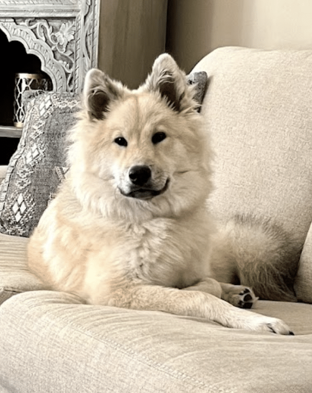 Off Leash Dog Obedience Classes Minneapolis | Minneapolis Metro