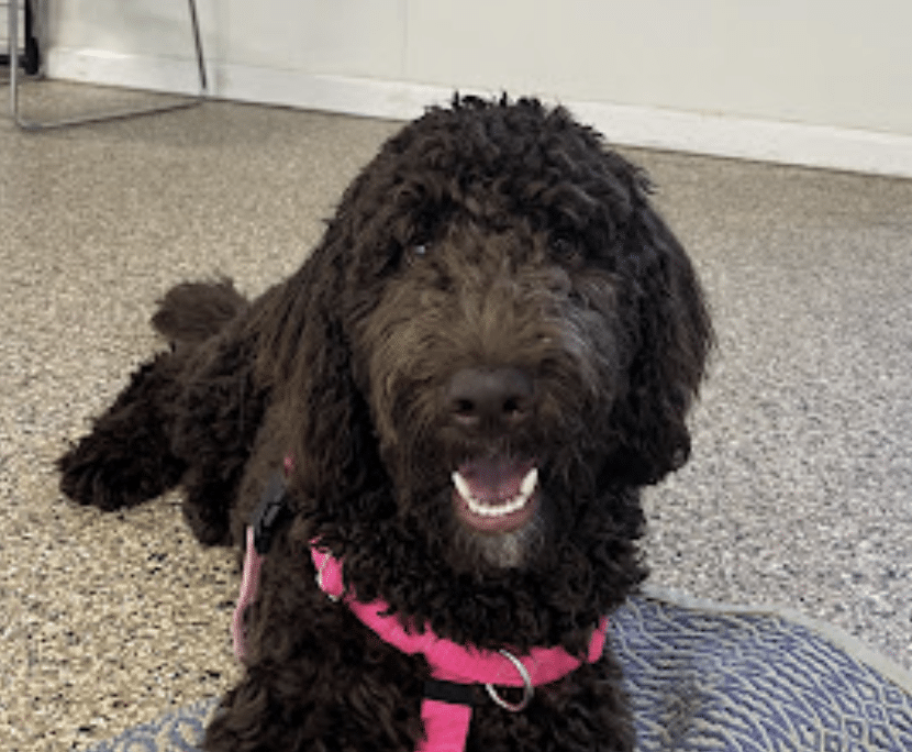 Off Leash Dog Obedience Classes Minneapolis | Minneapolis Metro
